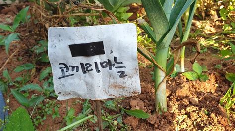 코끼리마늘 주아 캘 때가 되었을까요 Youtube