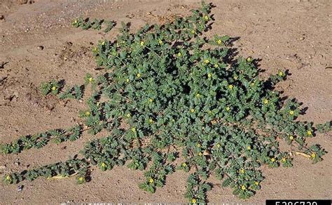 Goathead — Northern Arizona Invasive Plants