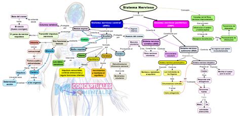 Mapa Mental De Funciones Racionales Phore