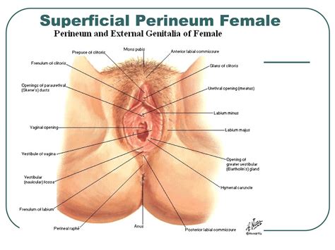 Anatomy Of The Perineum And Pelvis Ppt