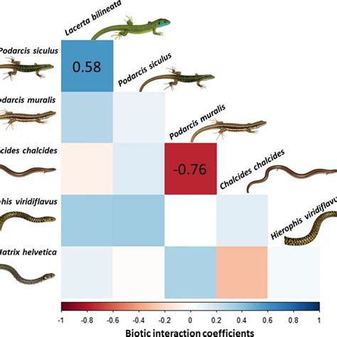 Plot Representing Biotic Interaction Coefficients For All Species