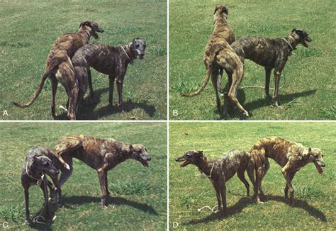 Male Canine Sexual Behavior Veterian Key