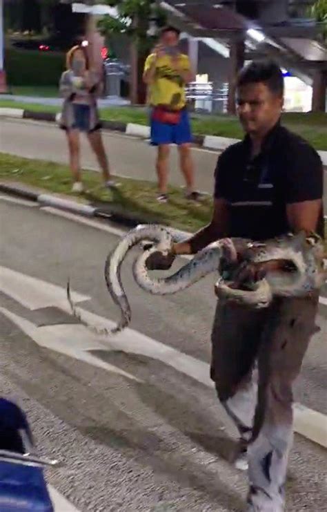 2m Long Python Seen Attacking Vehicles In Teck Whye Is Rescued By Acres