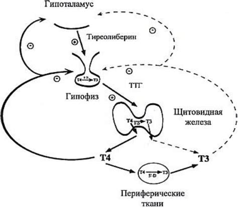 2 Физиология щитовидной железы