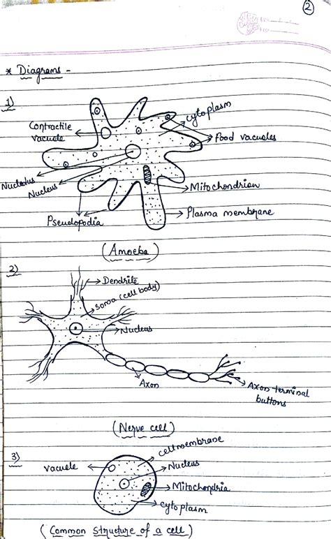 SOLUTION Class 8 Science Cell Structure And Function Studypool