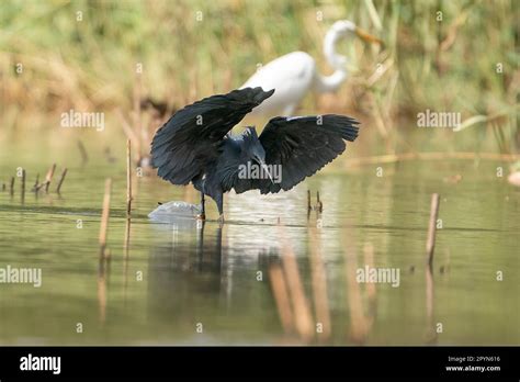 Black Heron Egretta Ardesiaca Uses A Hunting Method Called Canopy