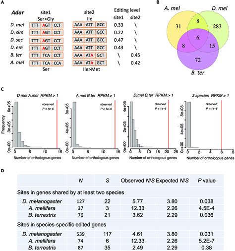 Convergent Evolution Of Editing A Adar Transcripts Are Auto Edited In