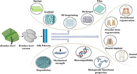Different Types Of Silk Fibroin Biomaterials And Their Properties And Download Scientific