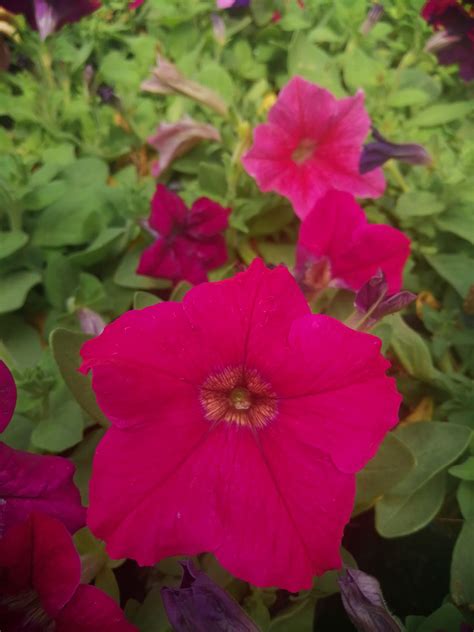 พิทูเ ดอกไม้กินได้andต้นไม้นานาพันธ์ุ By ไอนารา การ์เด้นท์