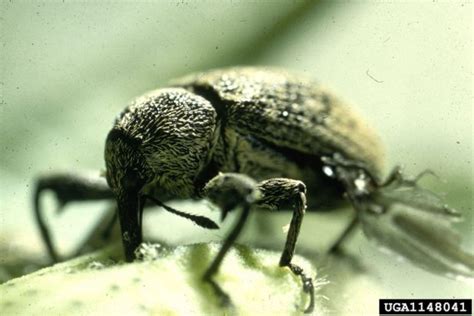 Boll Weevil Earthwise Agriculture