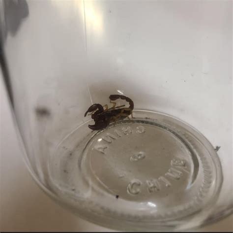 Little Scorpion R Scorpions