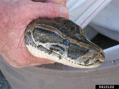 Pythons Python Spp Squamata Pythonidae 5410122