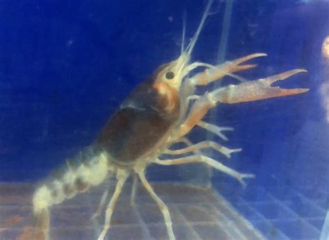Tricolor Ghost Crayfish Procambarus Clarkii — Predatory Fins