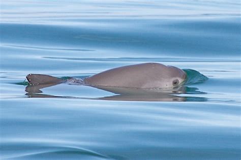 Vaquita Entre A Esperança E A Extinção Todos Os Fatos