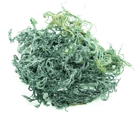 Wildcrafted St Lucia Raw Green Sea Moss Caribbean Bush Tea Llc