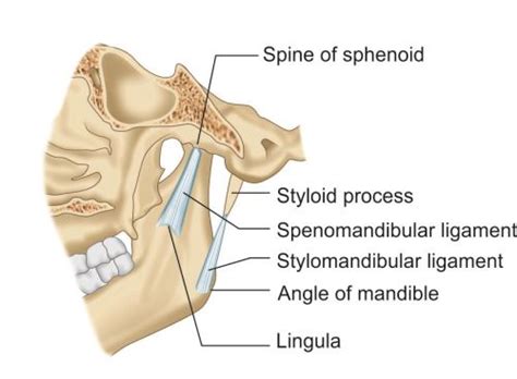 Sphenomandibular Ligament Cadaver