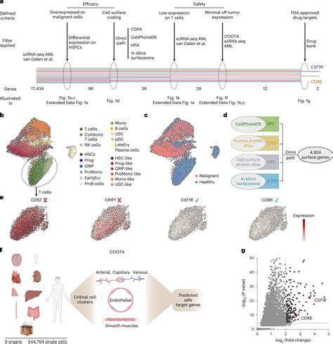 A Scrna Seq Based Screening Approach Identifies Csf1r And Cd86 As