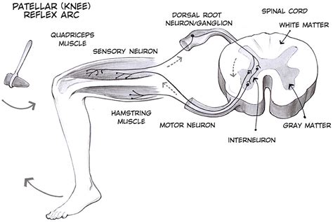 Patellar Reflex Diagram