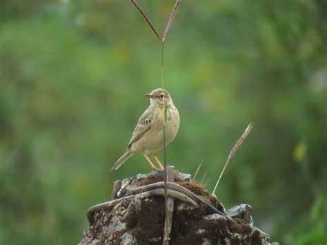 Anthus Rufulus Vieillot 1818 By Aruvi On 27 November 2020