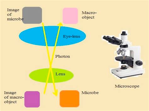 Microscope Could Make Small Picture Of Macro Objects For Microbes Such