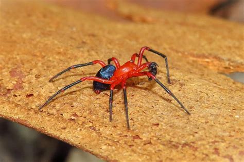 Nicodamidae Red And Black Spider Ausemade