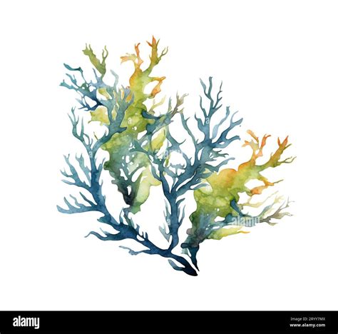 Seaweed Underwater Plants Green Laminaria Watercolor Illustartion