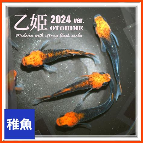 メダカ 乙姫めだか 稚魚10匹 おとひめメダカ ブラックリムメダカ Otohime10めだかの市場 通販 Yahooショッピング