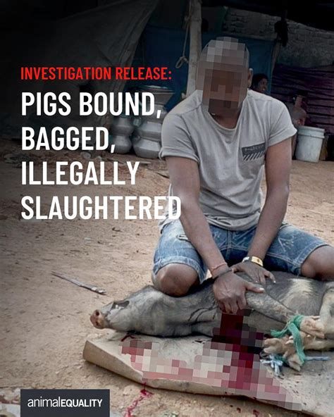 Animal - 🚨 Exposed: Illegal slaughter in India’s pig farming industry! Between February and July ...