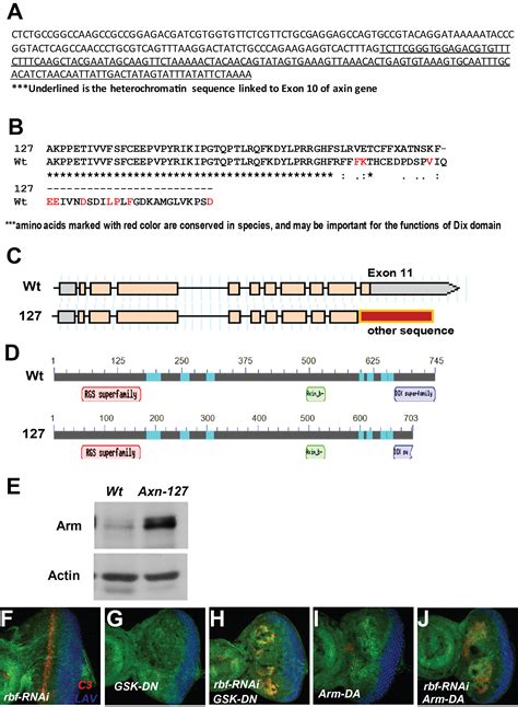 Hyperactivated Wnt Signaling Induces Synthetic Lethal Interaction With