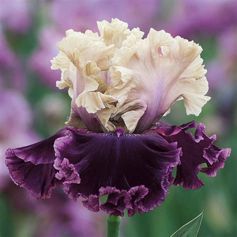 Bearded Iris Bulbs But Darling Fall Flower Bulbs Eden Brothers