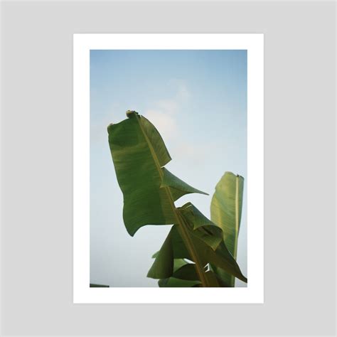 Kola Patha Banana Leaf An Art Print By Tania Islam Inprnt