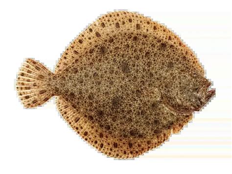 Turbot Fish Premium Quality And Rich Flavor Foodzway