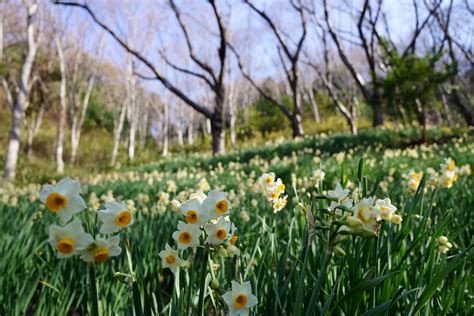 柏原水仙郷～高尾山～信貴の湯 Ezucaさんの生駒山・神津嶽・大原山の活動データ Yamap ヤマップ