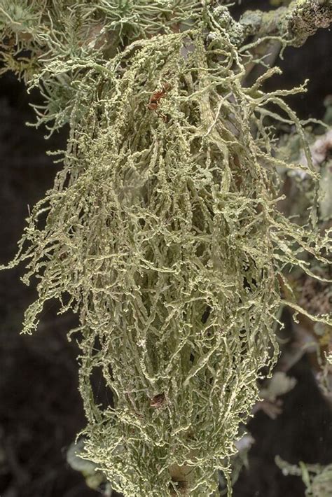 Ramalina Peruviana Wikipedia