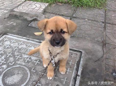 金牌小土狗的賣萌表情包 每日頭條