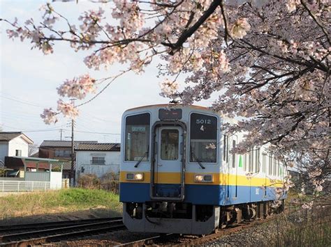 黒子駅の桜関東鉄道常総線 気の向くままにプチ鉄子