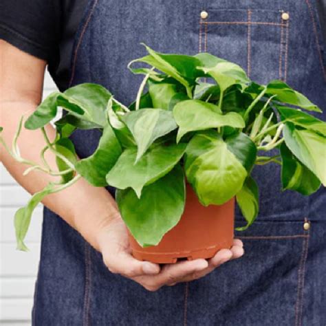 Philodendrons Plant Addicts