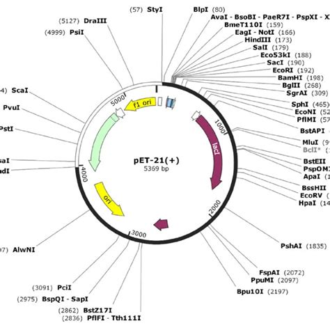 Schematically Presentation Of Final Msv An Eaaak Linker Yellow Was Download Scientific