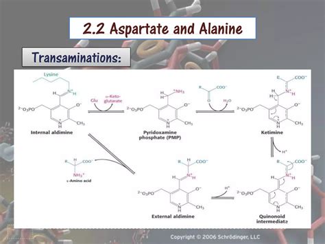 Biosynthesis Of Aminoacids Pdf