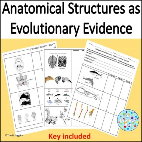 Evolution Anatomical Structures Activity Homologous Analogous