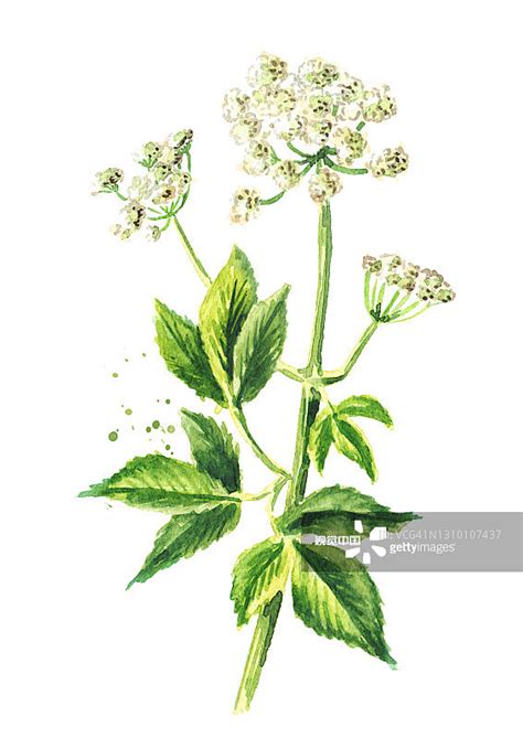 药用植物羊草或接骨木茎花和叶水彩手绘插图孤立在白色背景图片素材