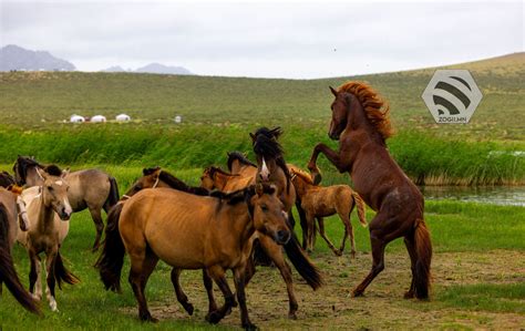ДЭЛХИЙН АДУУНЫ ӨДРИЙГ САНААЧЛАН БАТЛУУЛЛАА