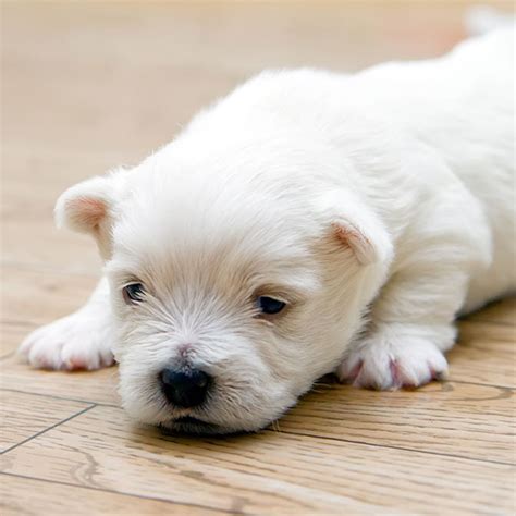 1 West Highland White Terrier Puppies For Sale By Uptown Puppies
