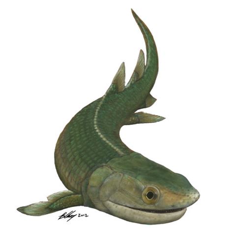 Tetrapod On Tumblr
