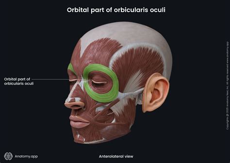 Orbital Part Of Orbicularis Oculi Anterolateral View Anatomy App