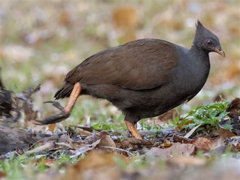 Megapode The Most Extreme Wiki Fandom