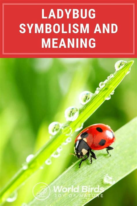 Discover The Symbolism And Meaning Of Ladybugs Embrace Positivity And