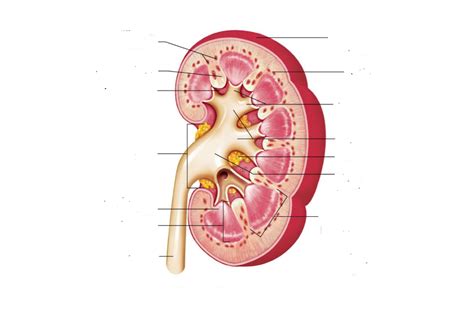 Renal Diagram Diagram Quizlet