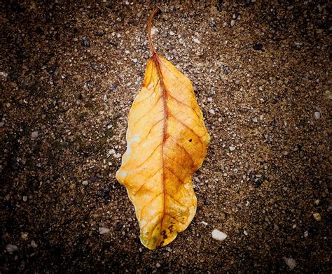 Daun Lantai Hutan Foto Gratis Di Pixabay Pixabay