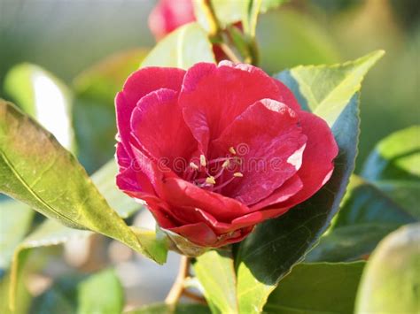 Rote Camellia Bud Stockbild Bild Von Sorte Knospe 142926813